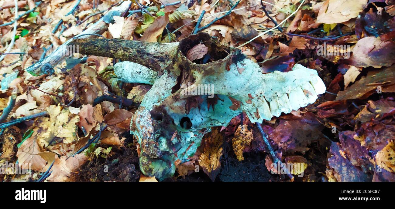 white skull of dead goat animal on the ground Stock Photo - Alamy