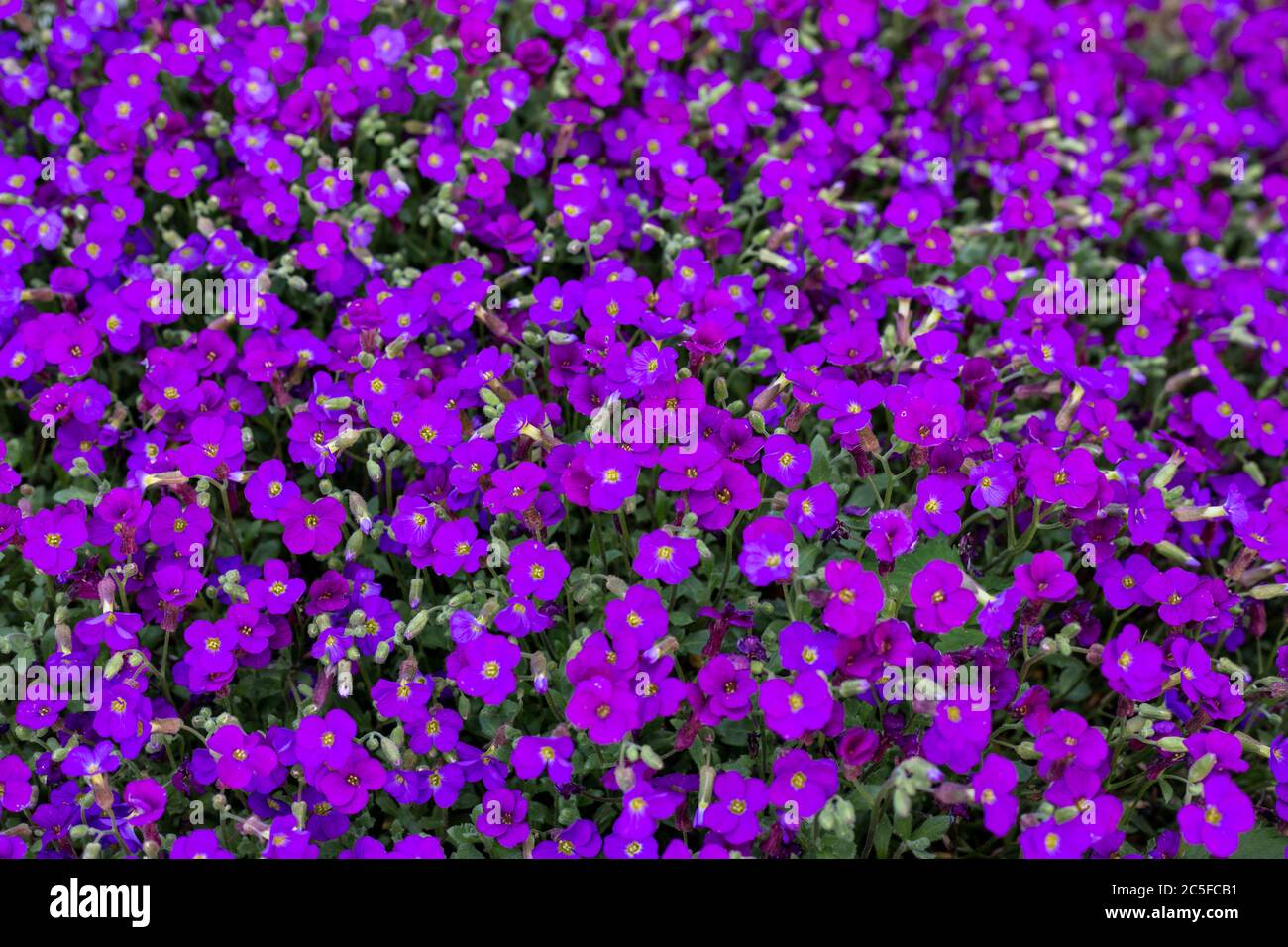Petal gradation hi-res stock photography and images - Alamy