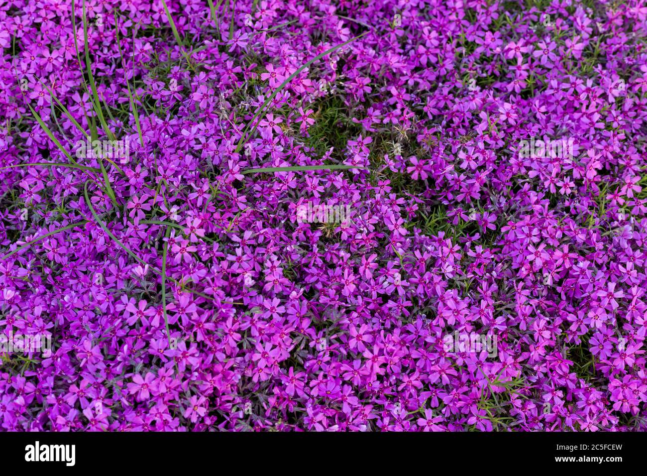 Petal gradation hi-res stock photography and images - Alamy