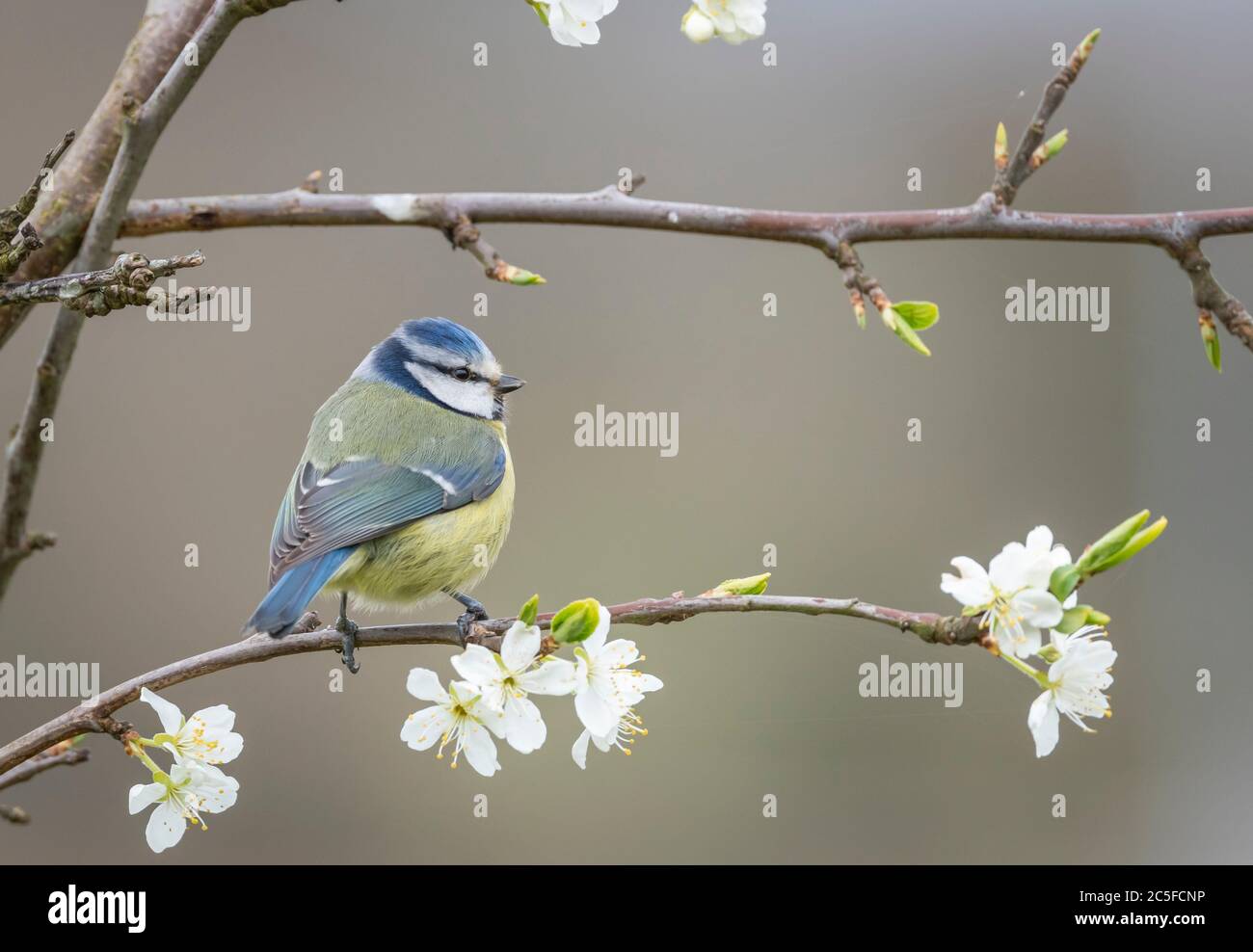 Garden Birds 3 April Stock Photo - Alamy