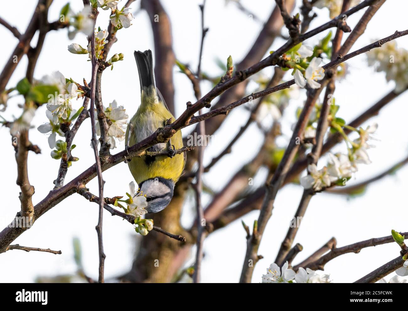 Garden birds 7 April Stock Photo - Alamy