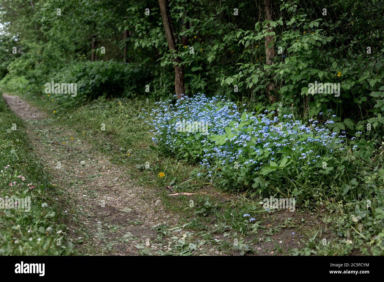 A group of forget-me-nots growing on the side of a forest road Stock ...