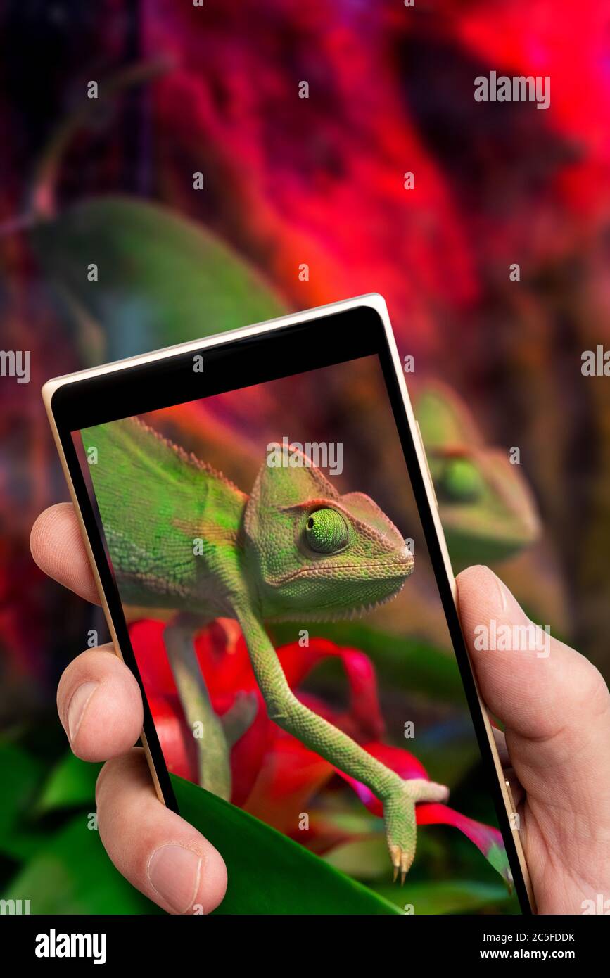 Green chameleon on smartphone screen. Macro photo of wildlife Stock ...