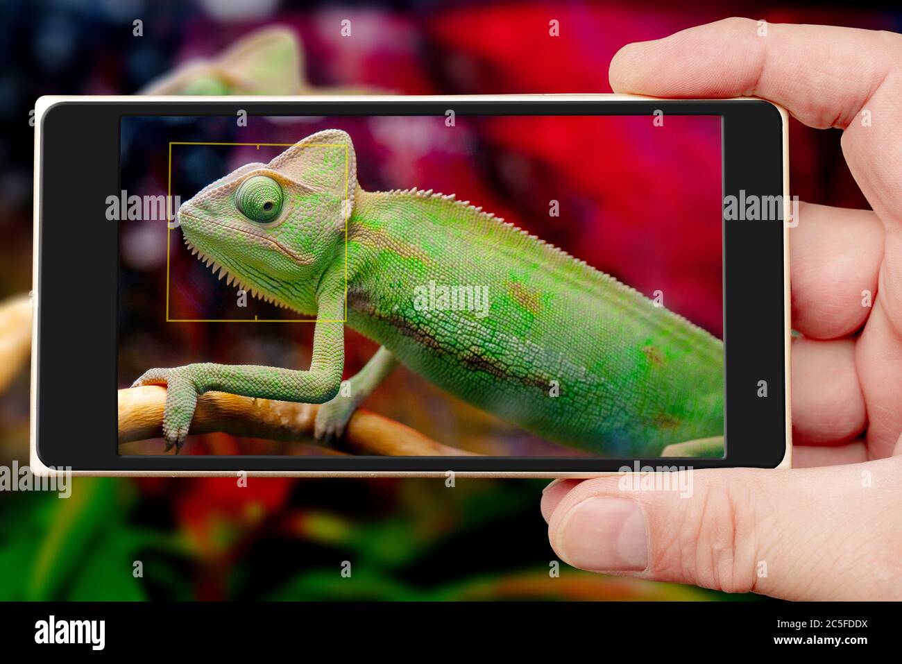 Green chameleon on smartphone screen. Macro photo of wildlife Stock ...