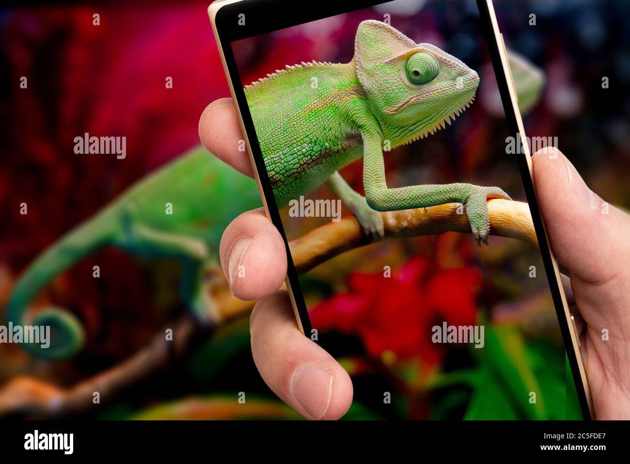 Green chameleon on smartphone screen. Macro photo of wildlife Stock ...