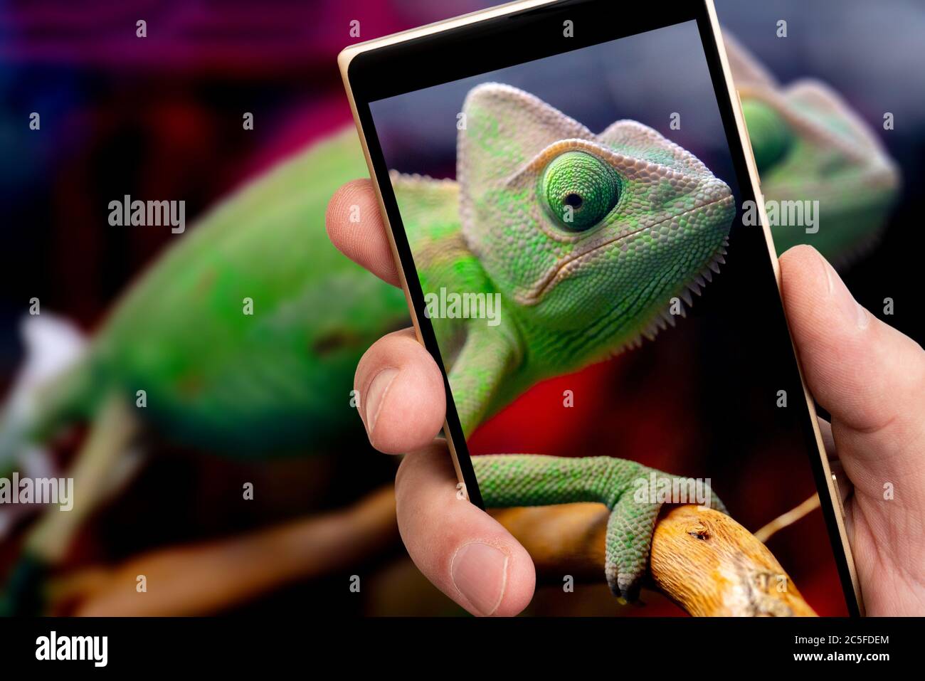 Green chameleon on smartphone screen. Macro photo of wildlife Stock ...