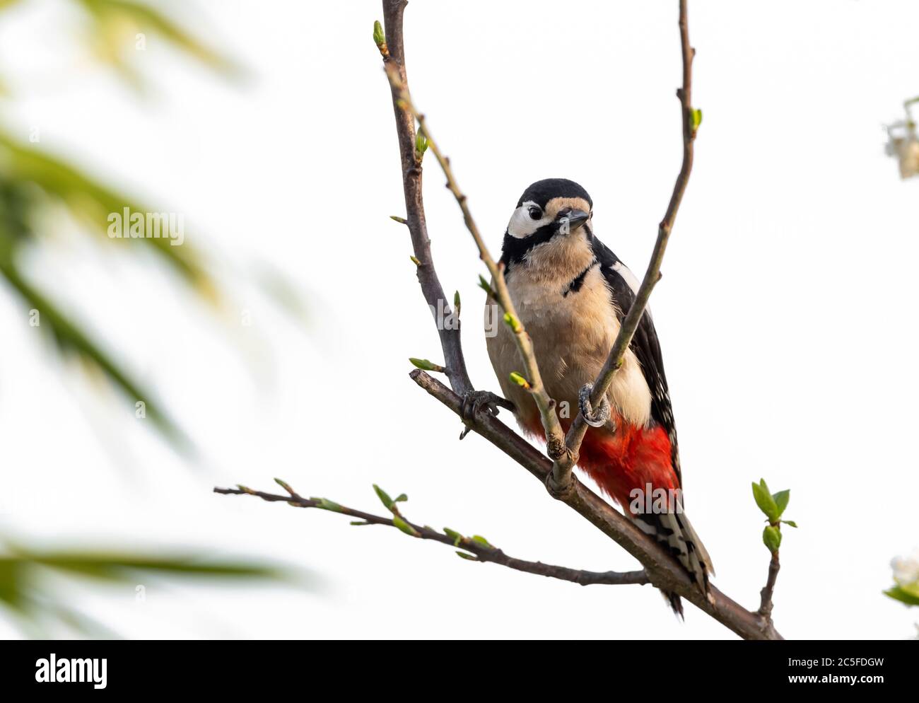 Garden birds 7 april hi-res stock photography and images - Alamy