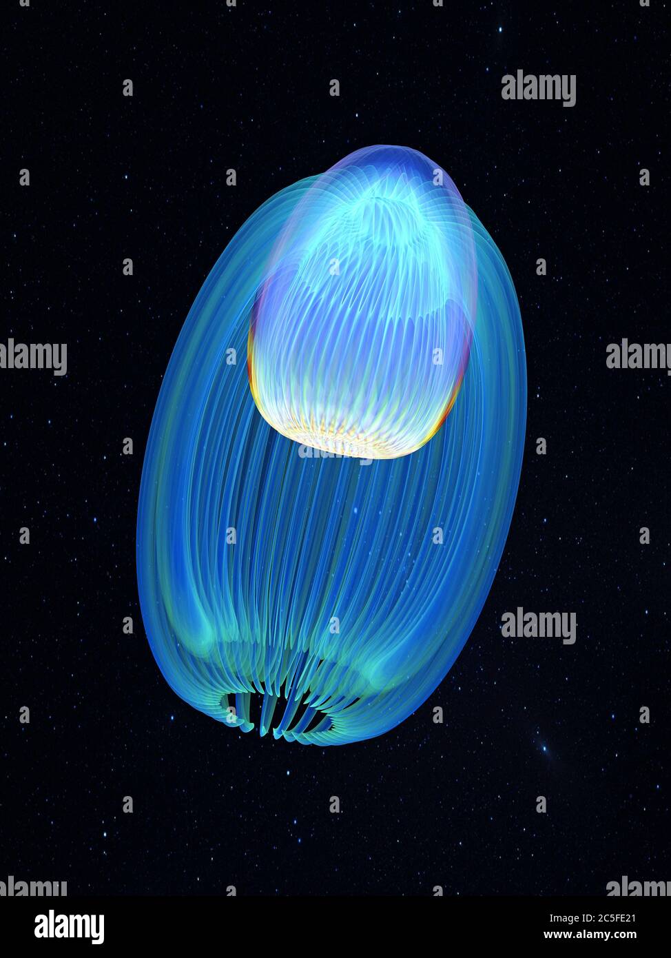 Ctenophore illustration hi-res stock photography and images - Alamy