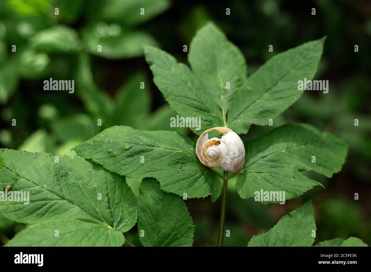 Broken snail shell hi-res stock photography and images - Alamy
