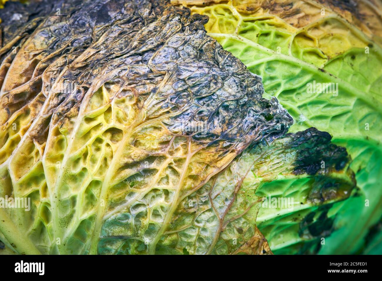 Rotten cabbage, macro, close up. Head of moldy cabbage. Unsuitable ...