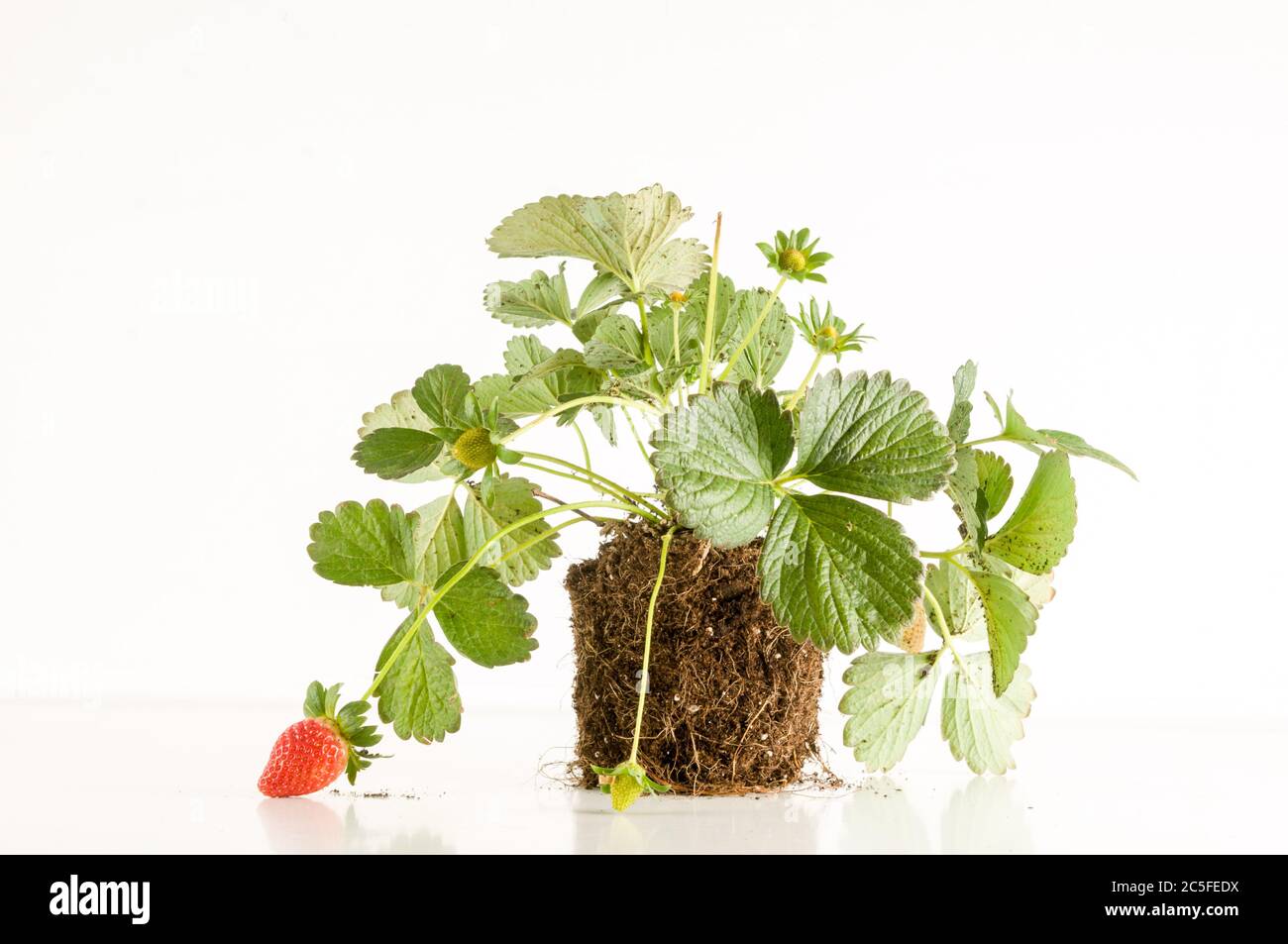 Strawberry plant with roots and soil on white background Stock Photo ...