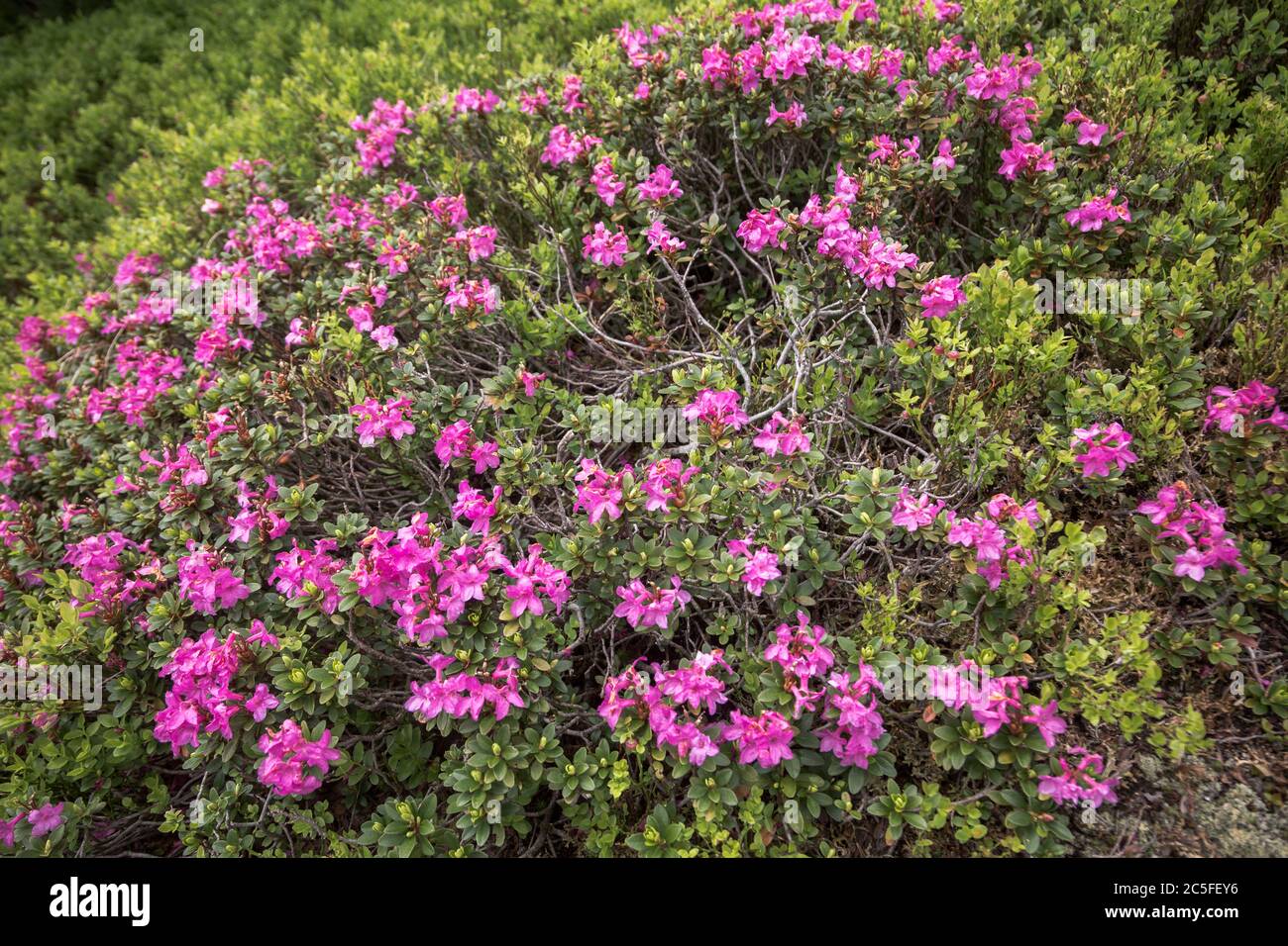 Beautiful landscape of highest mountains，Rhododendron (Alpine Rose ...