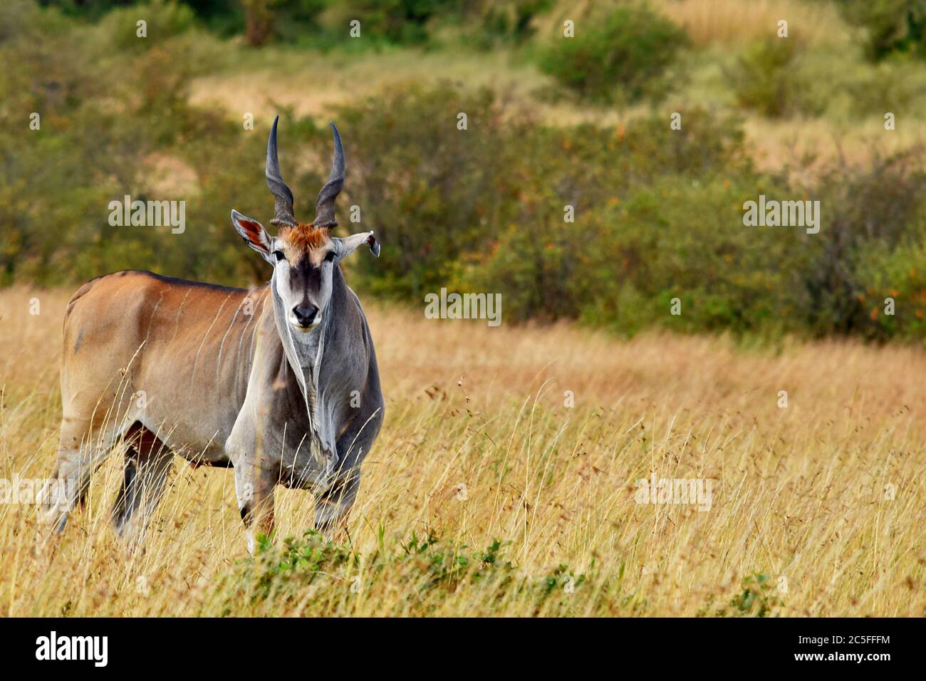 Antelope in the Masai Mara National Park in Kenya Stock Photo - Alamy