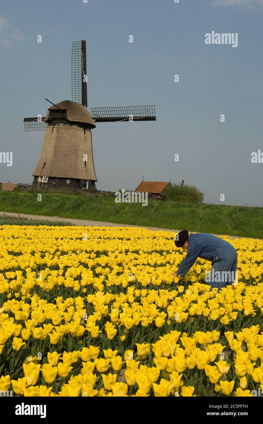 Farmer in tulip field with windmill in background, North Holland ...