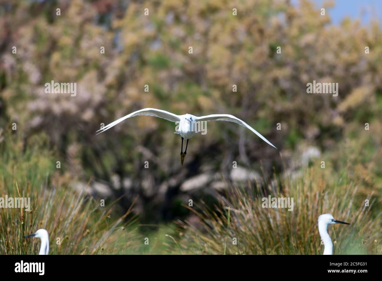 White Heron little egret. Colorful water nature background. Bird ...