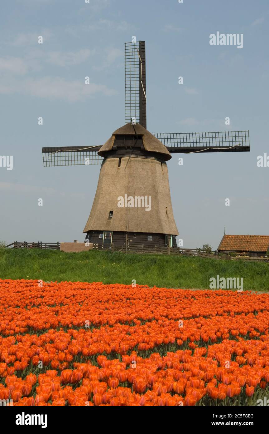 Tulip field with windmill in background, North Holland, Netherlands ...