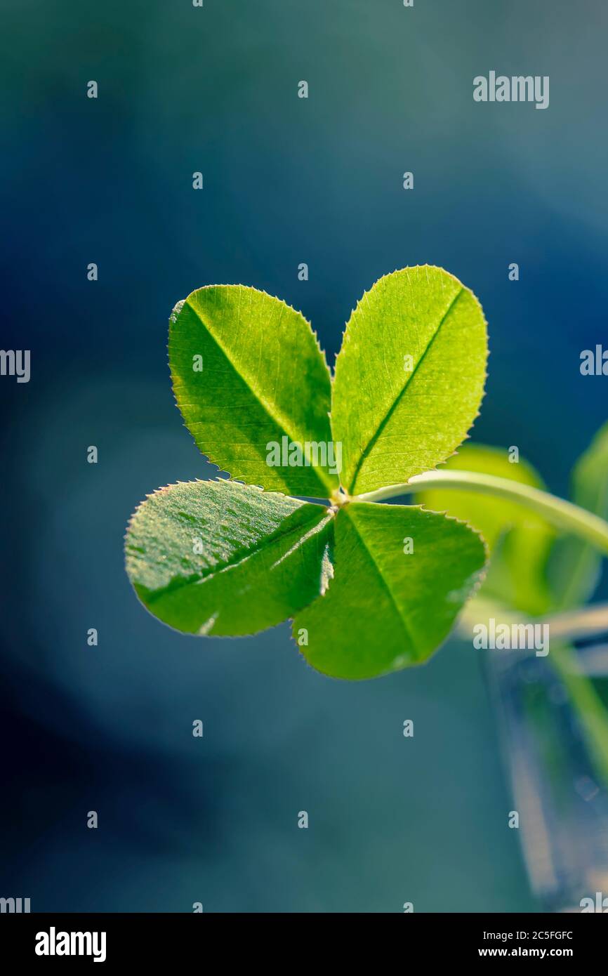Clover for good luck. Green clover in the sun close-up. Four leaf ...