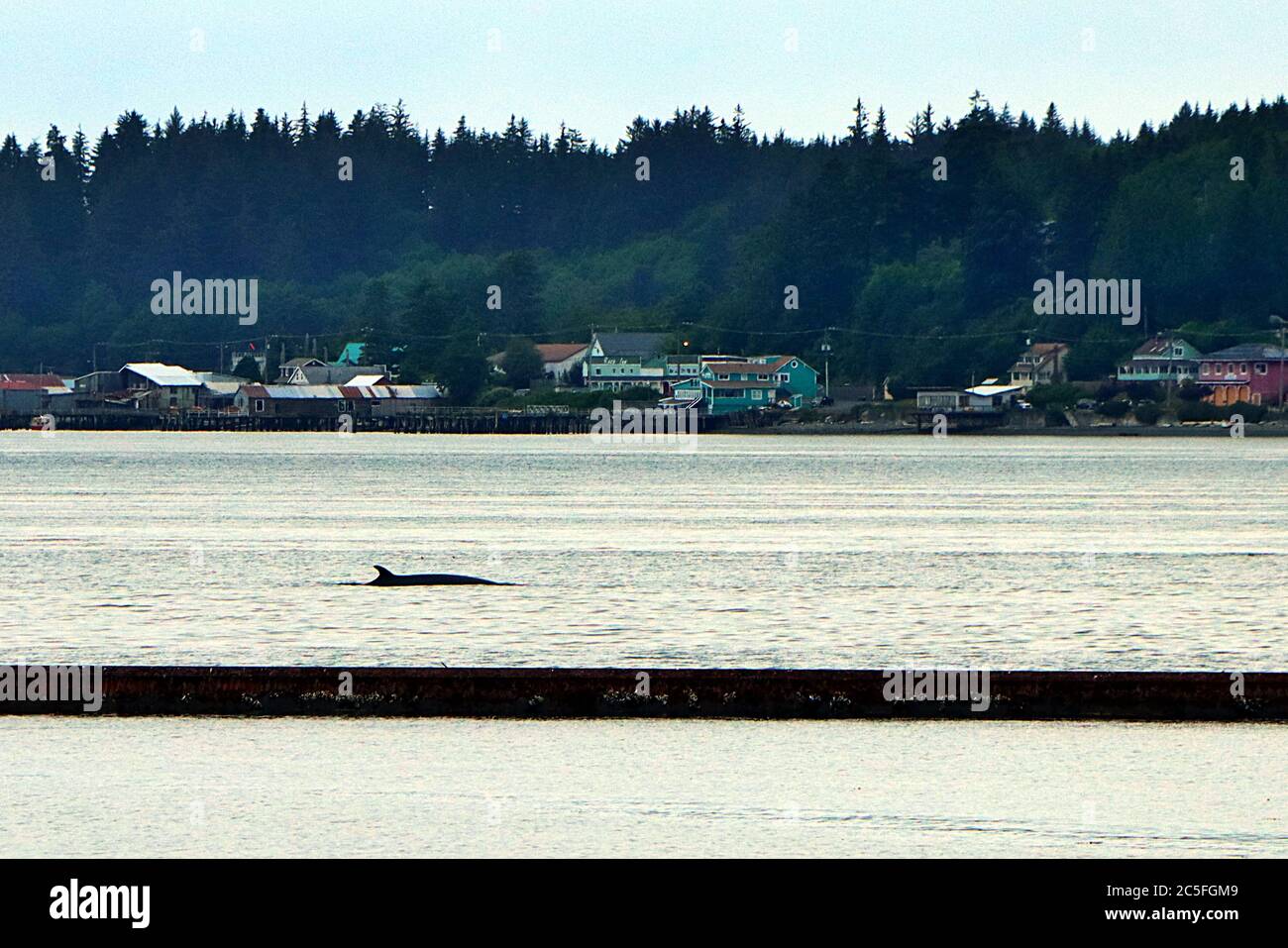 A Minke Whale (Balaenoptera acutorostrata) surfacing in the channel ...