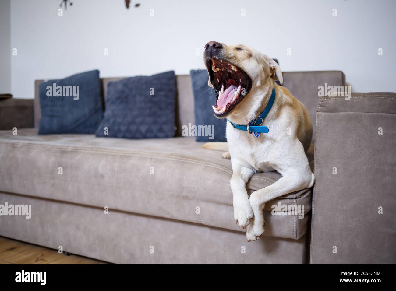 Labrador inside a house hi-res stock photography and images - Alamy