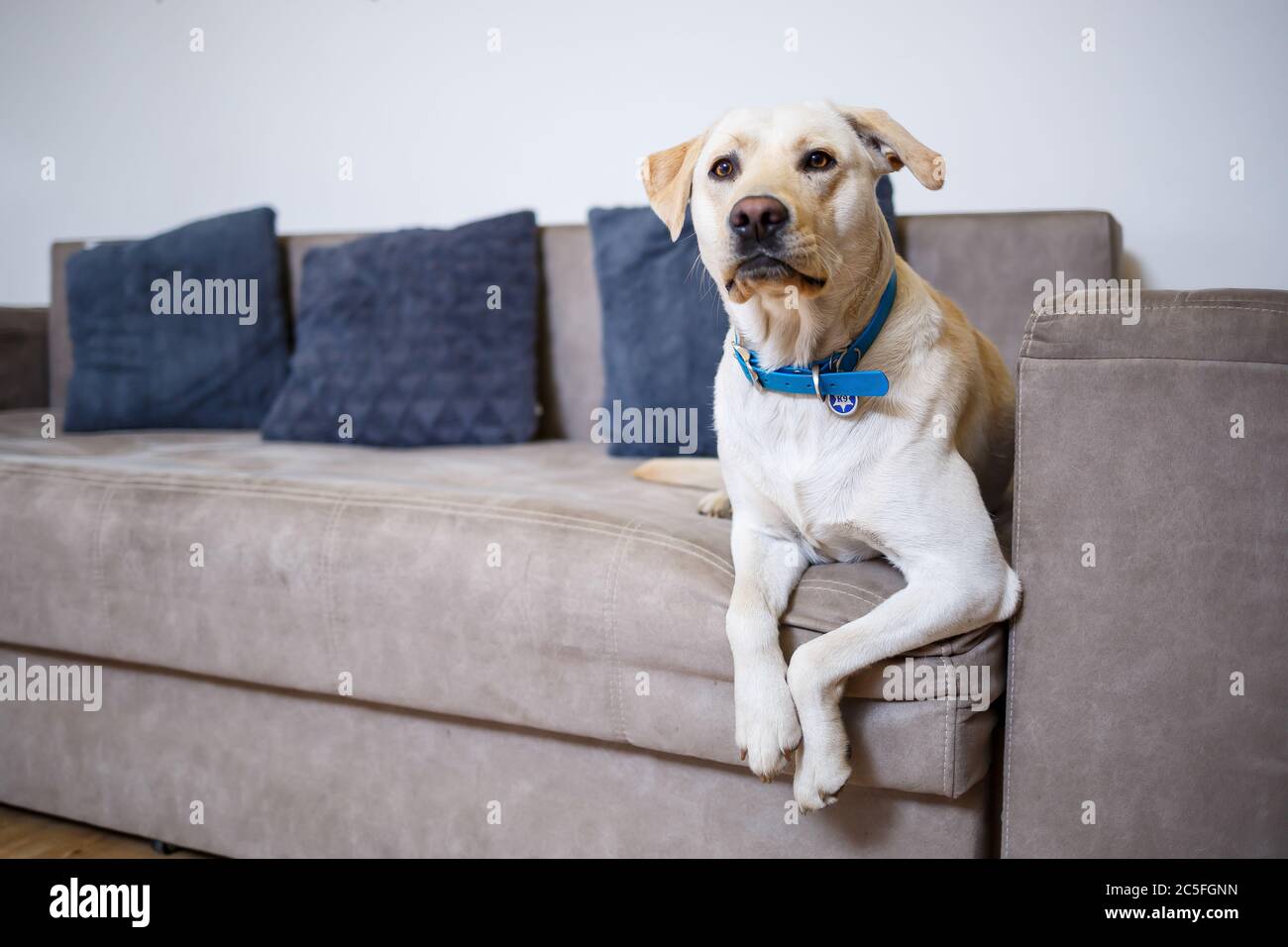 Labrador inside a house hi-res stock photography and images - Alamy
