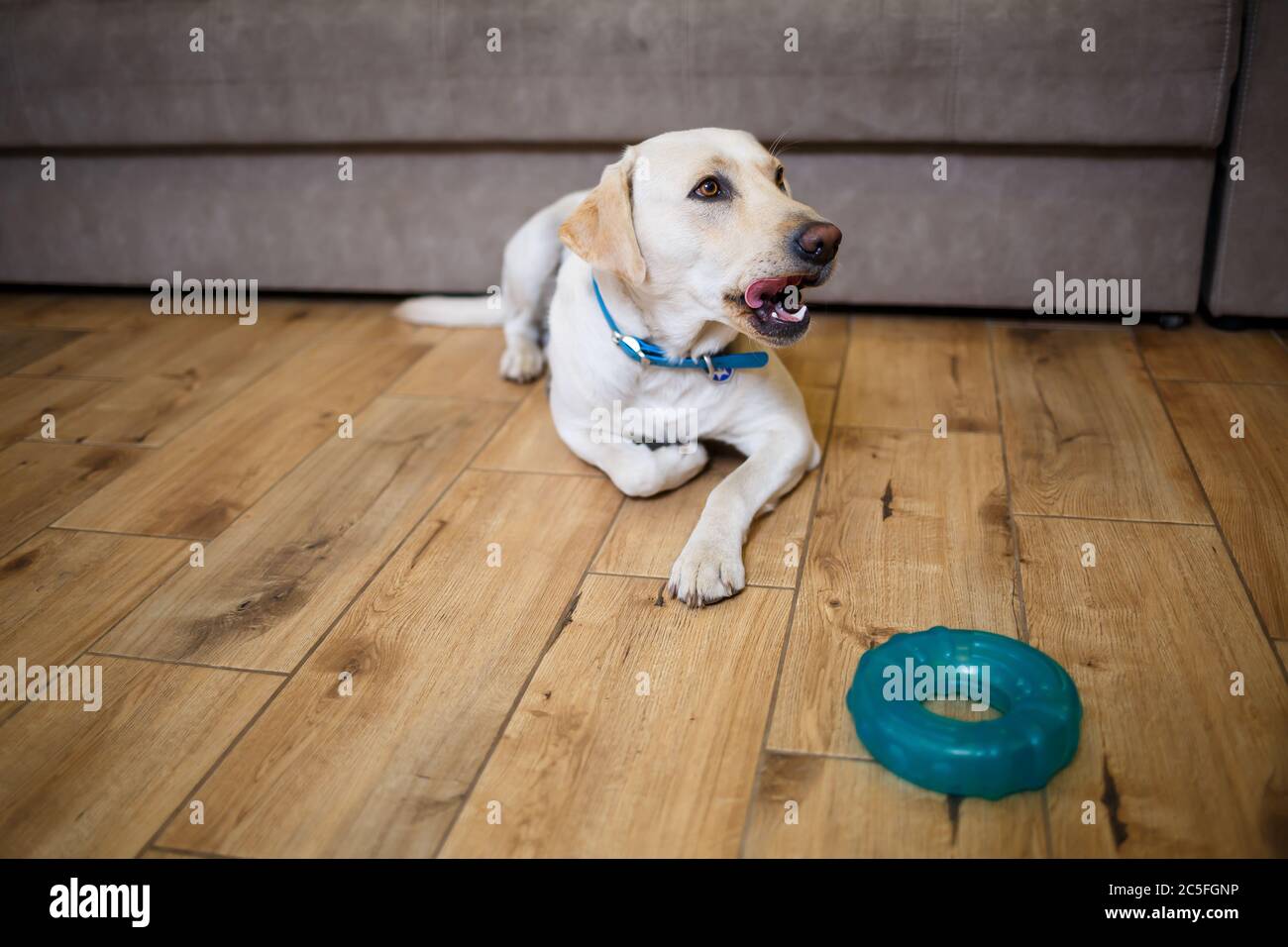 Dog of breed Labrador of light color of wool lives in the house and ...