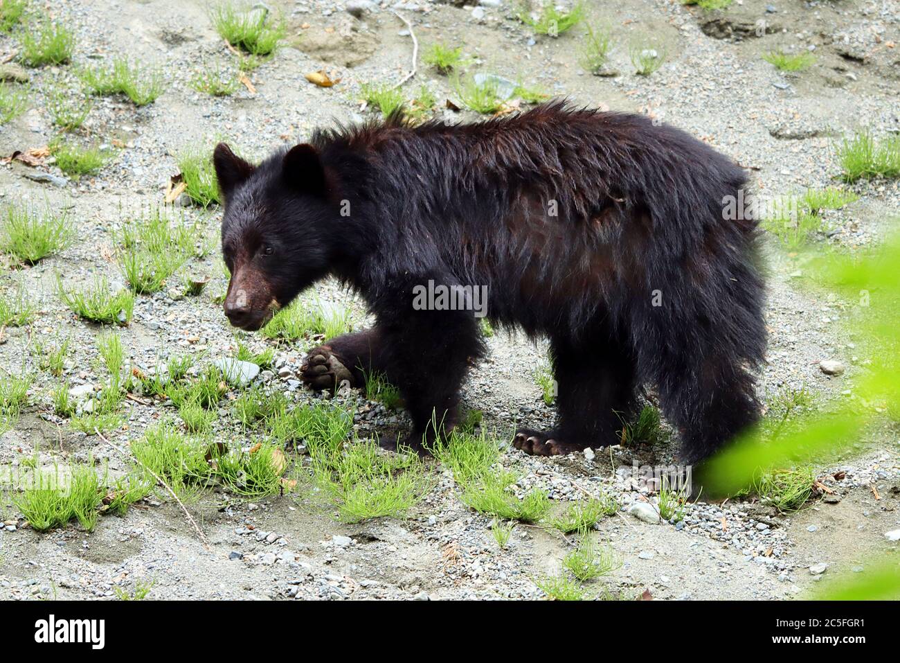 Young black bear standing hi-res stock photography and images - Alamy