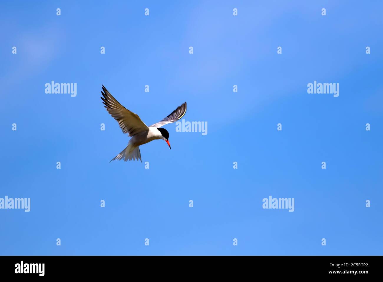 Flying bird. Blue sky background. Bird: Common Tern. Sterna hirundo ...