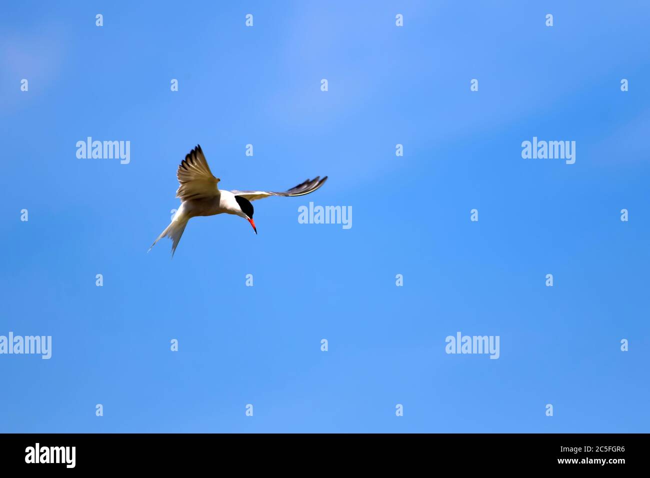 Flying bird. Blue sky background. Bird: Common Tern. Sterna hirundo ...
