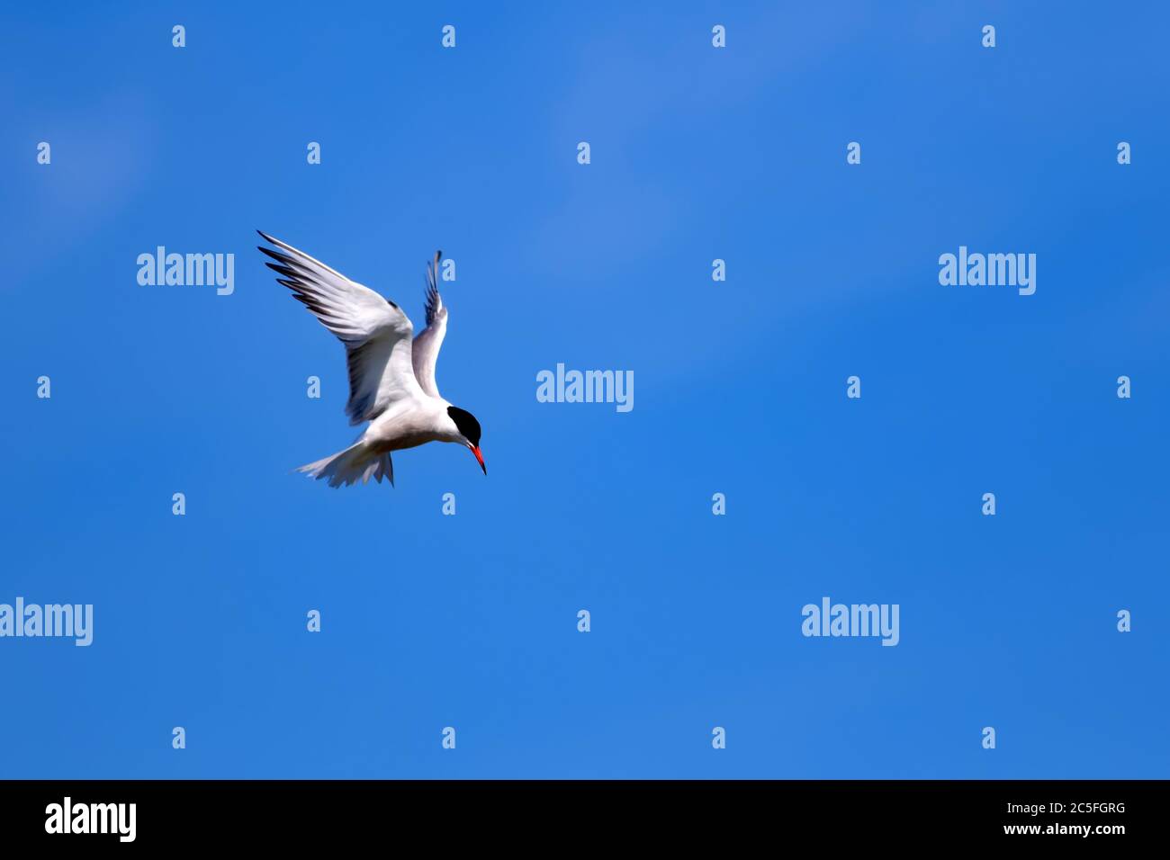 Flying bird. Blue sky background. Bird: Common Tern. Sterna hirundo ...