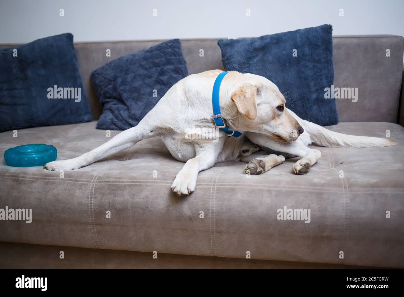 A cute big white Labrador dog is lying on a sofa in a cozy country ...