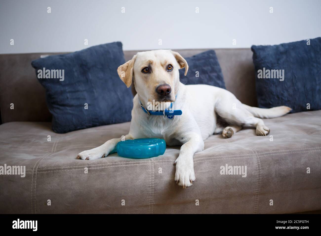 A cute big white Labrador dog is lying on a sofa in a cozy country ...