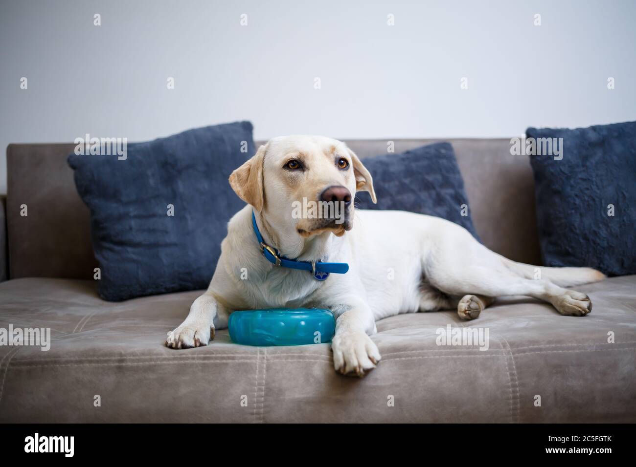 A large yellow Labrador dog feels comfortable and rests in a chair. The ...