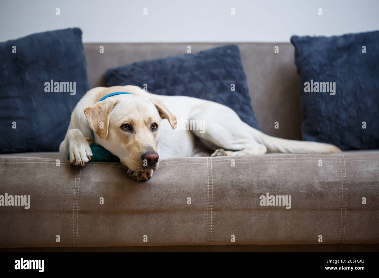 A large yellow Labrador dog feels comfortable and rests in a chair. The ...