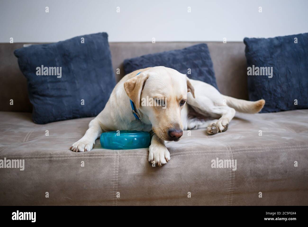 A large yellow Labrador dog feels comfortable and rests in a chair. The ...