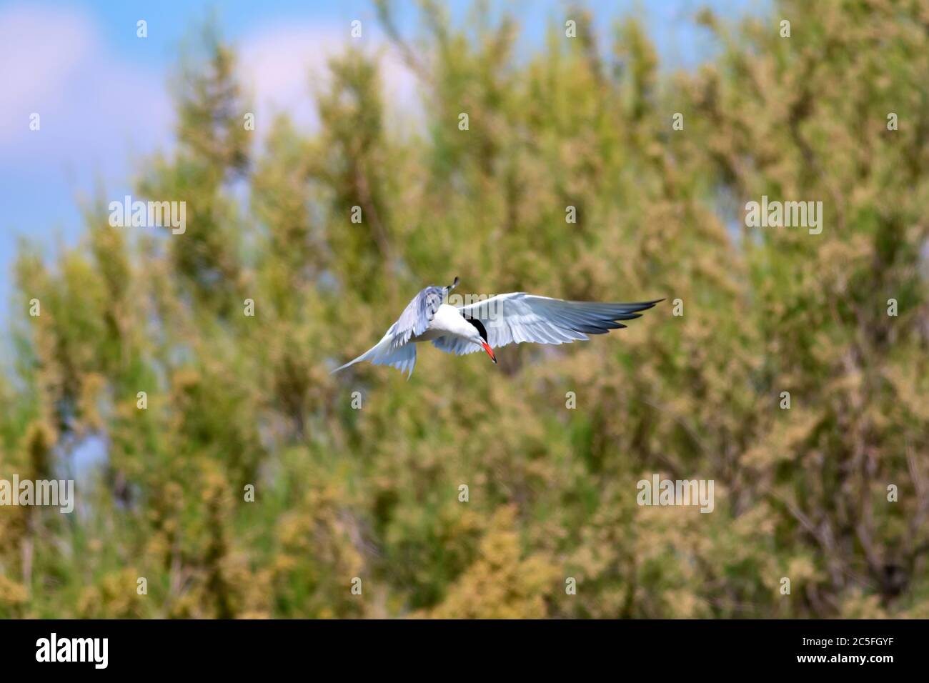 Flying bird. Blue sky background. Bird: Common Tern. Sterna hirundo ...