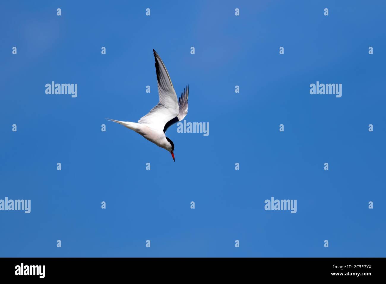 Flying bird. Blue sky background. Bird: Common Tern. Sterna hirundo ...