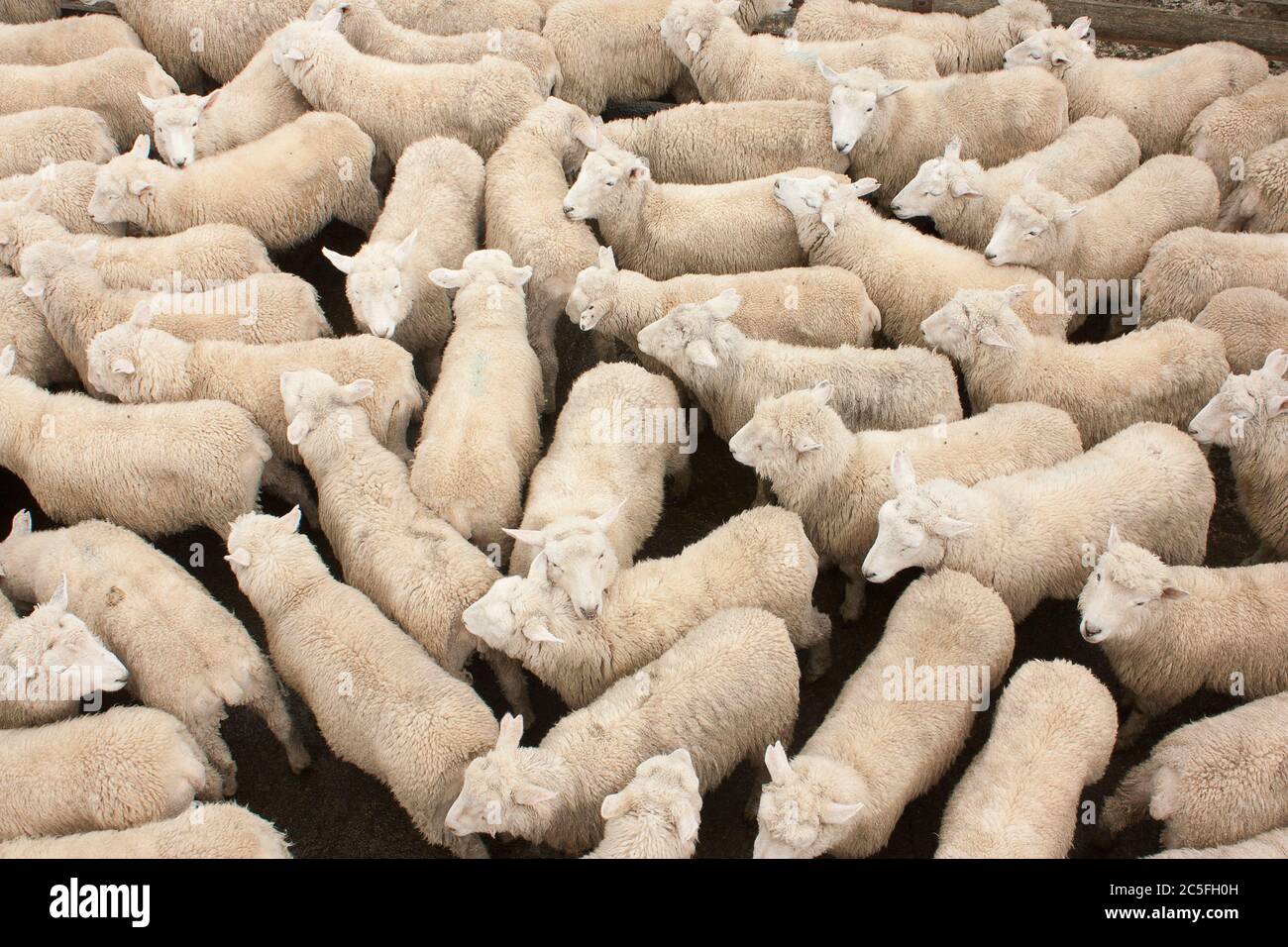 Flock of sheep seen from above Stock Photo - Alamy