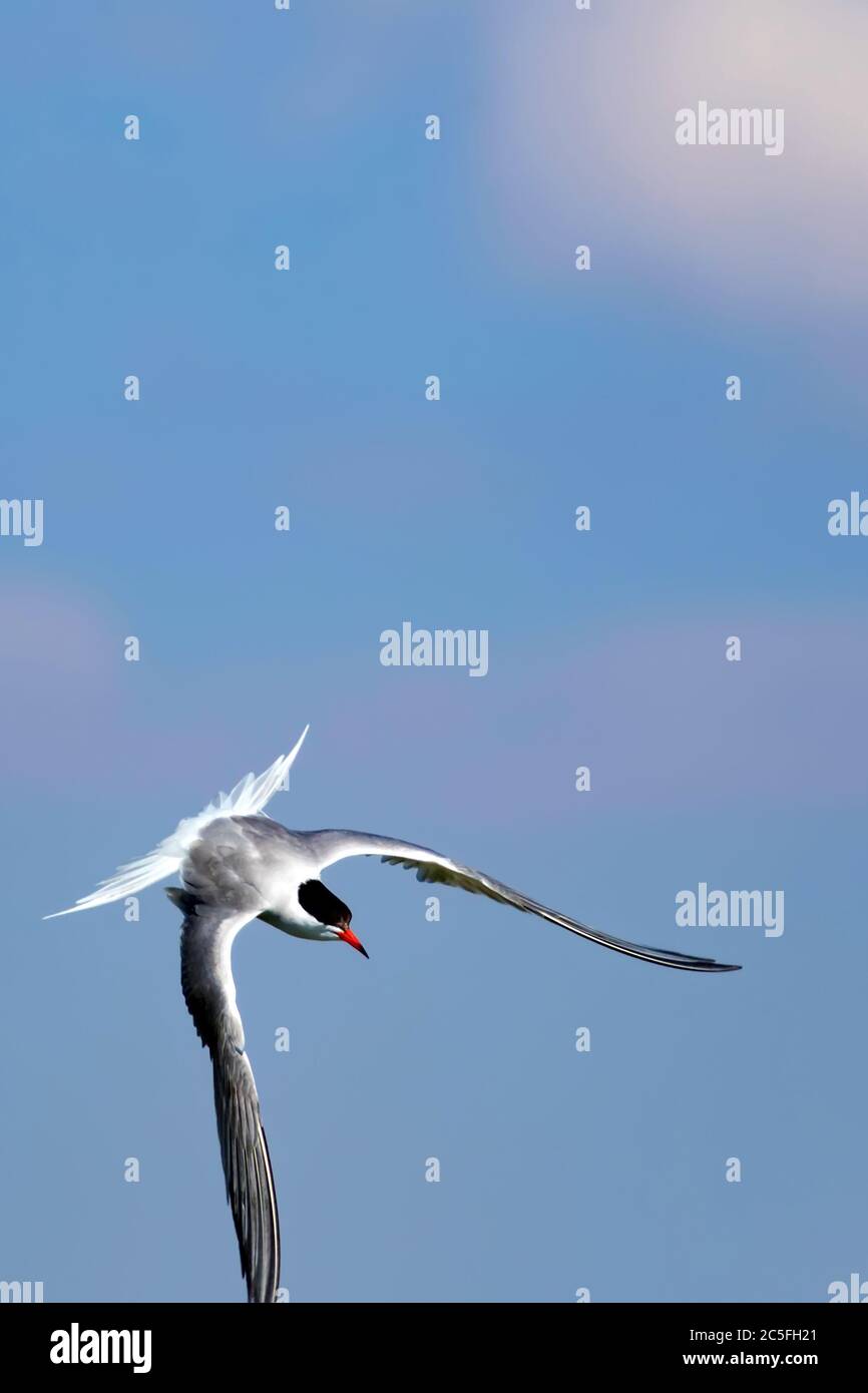 Flying bird. Blue sky background. Bird: Common Tern. Sterna hirundo ...