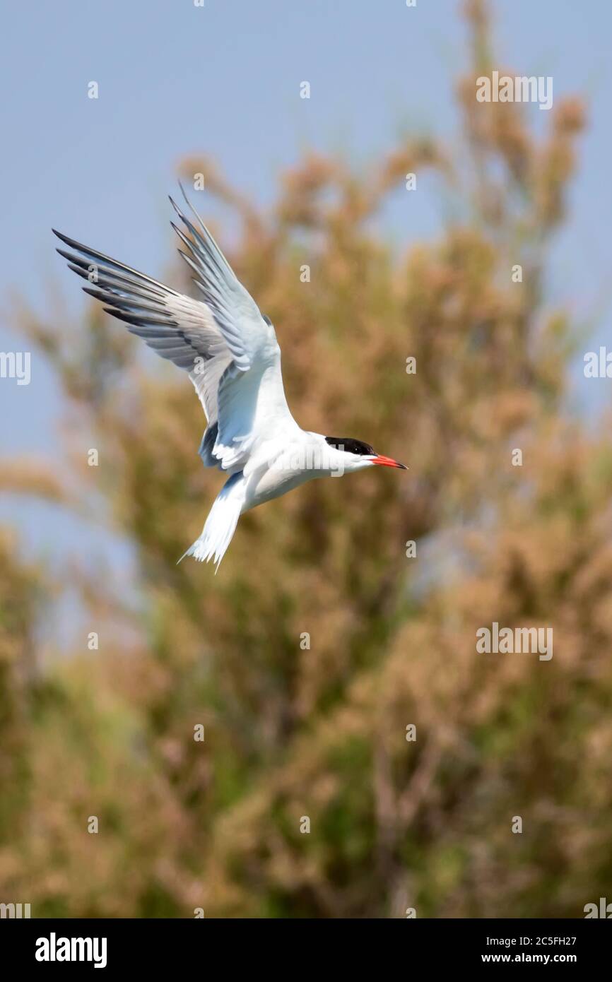 Flying bird. Blue sky background. Bird: Common Tern. Sterna hirundo ...