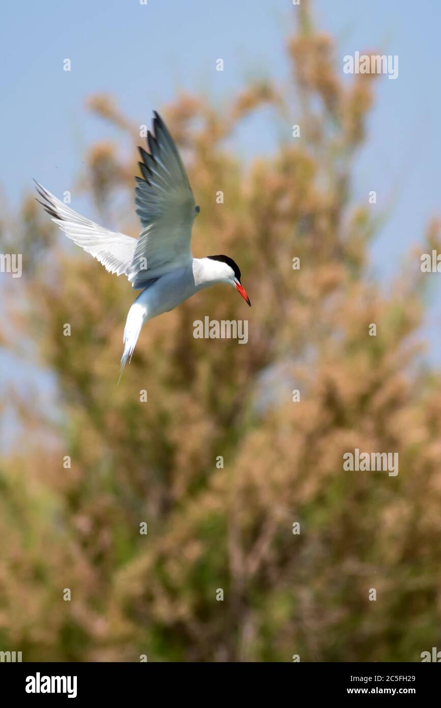 Flying bird. Blue sky background. Bird: Common Tern. Sterna hirundo Stock Photo - Alamy