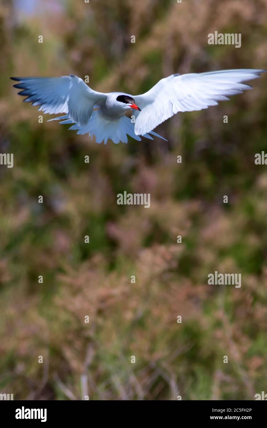 Flying bird. Blue sky background. Bird: Common Tern. Sterna hirundo ...