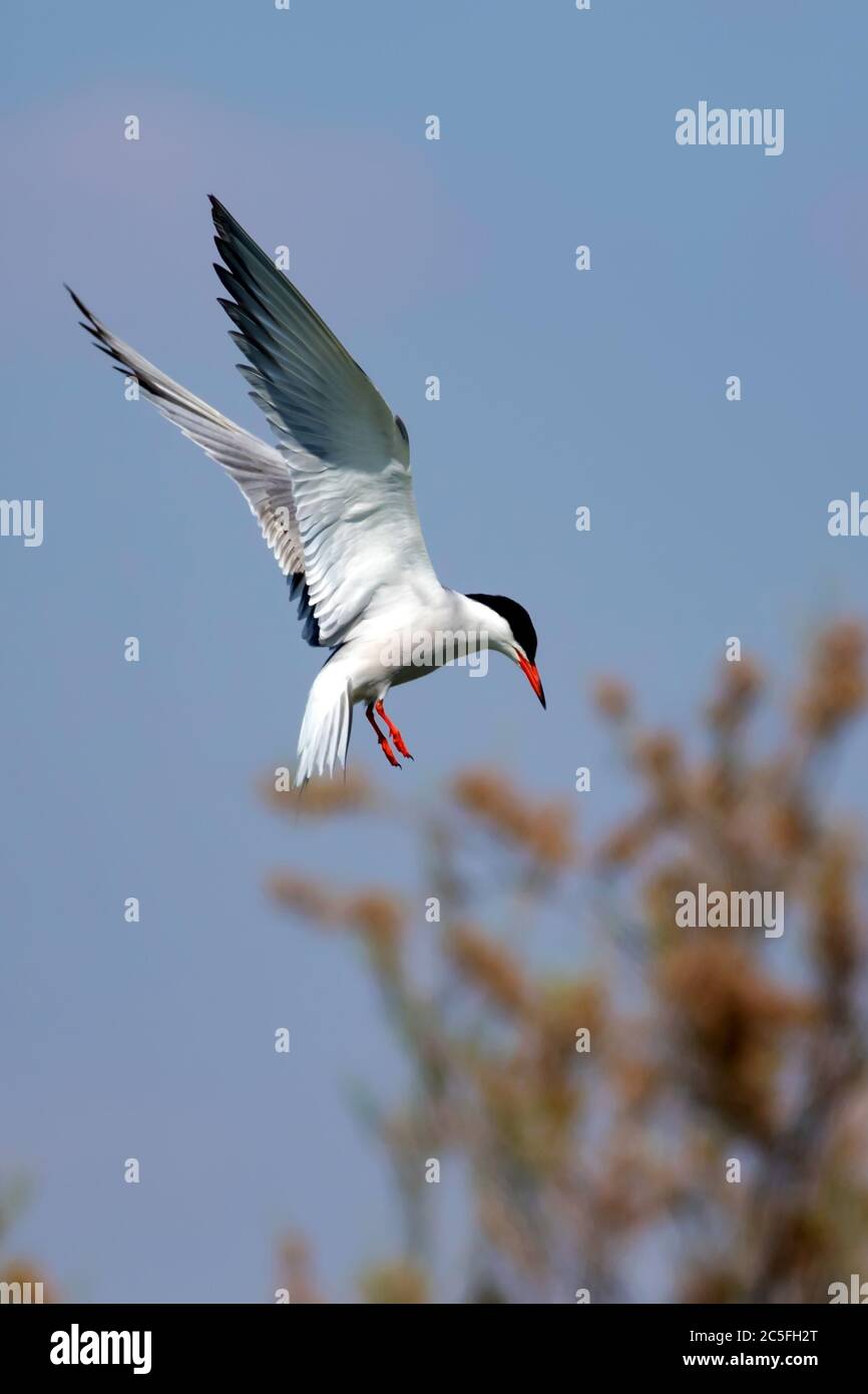 Flying bird. Blue sky background. Bird: Common Tern. Sterna hirundo ...