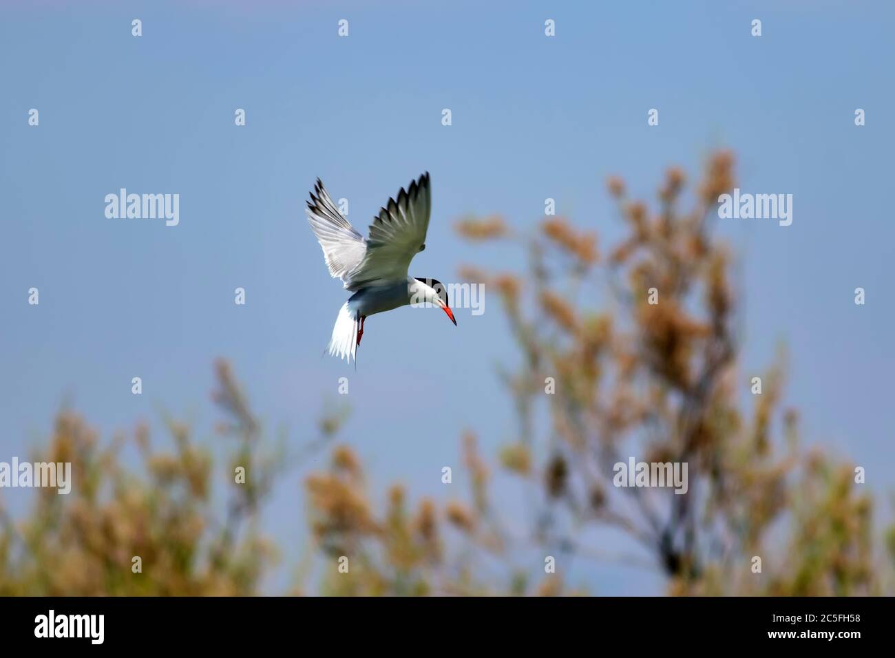 Flying bird. Blue sky background. Bird: Common Tern. Sterna hirundo ...