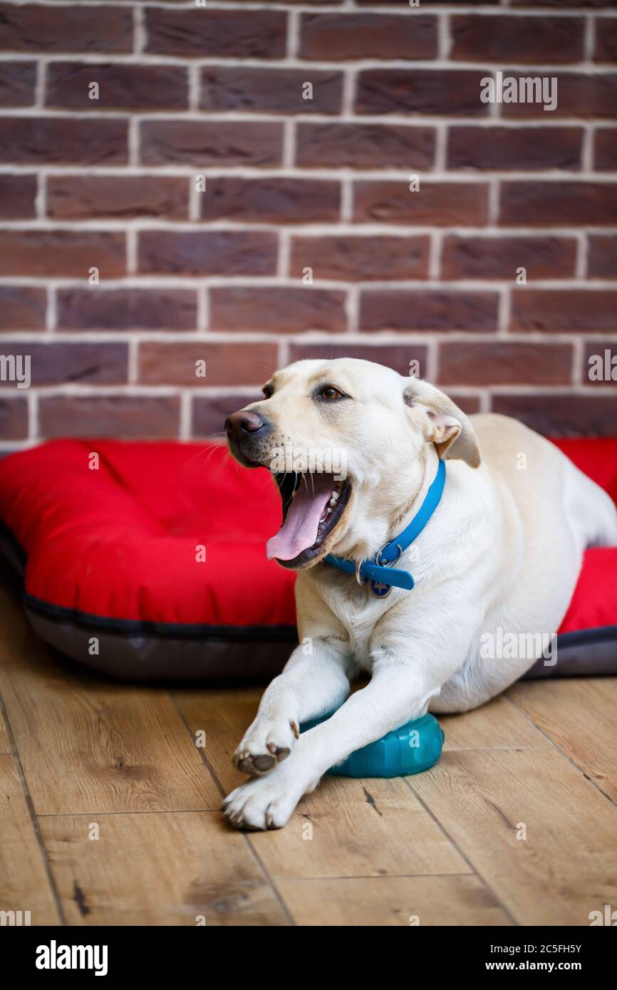 A large dog of light color Labrador coat lying on a red litter Stock ...