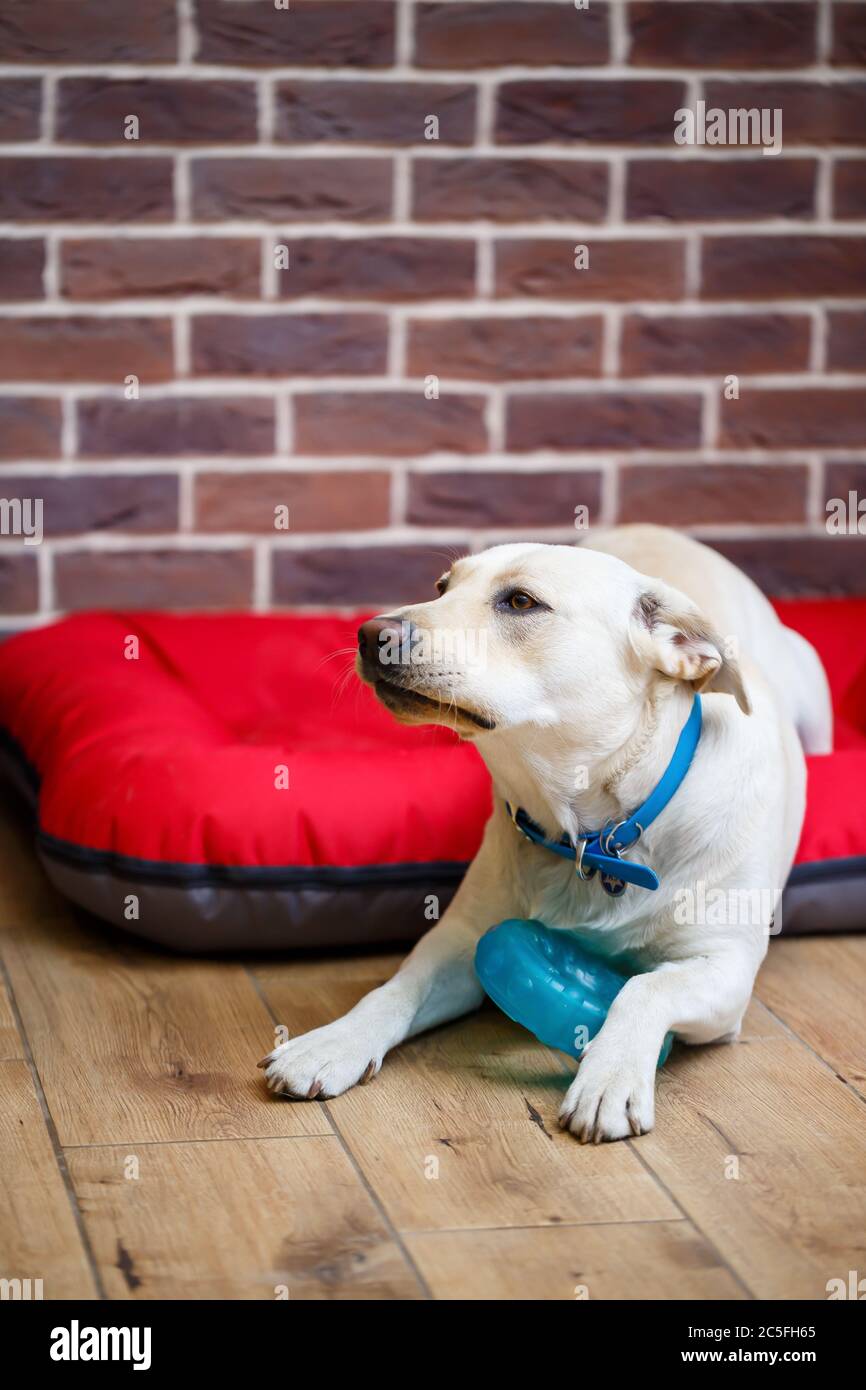 A large dog of light color Labrador coat lying on a red litter Stock ...