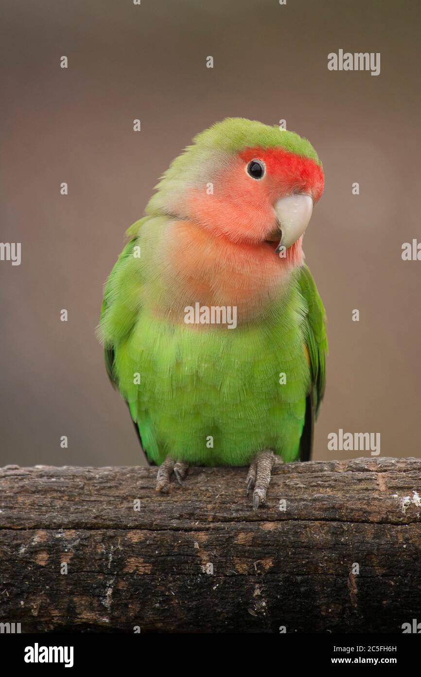 Love Bird (Agapornis) sitting on branch Stock Photo - Alamy