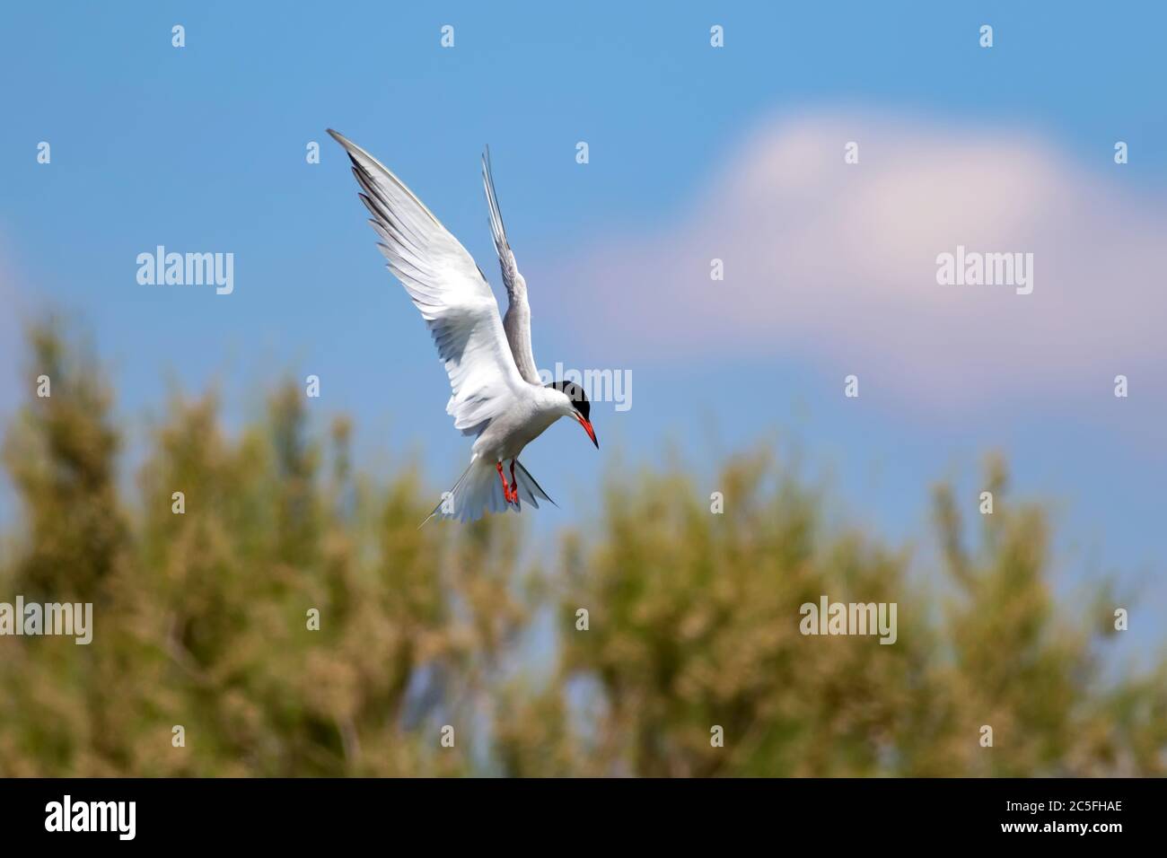 Flying bird. Blue sky background. Bird: Common Tern. Sterna hirundo ...