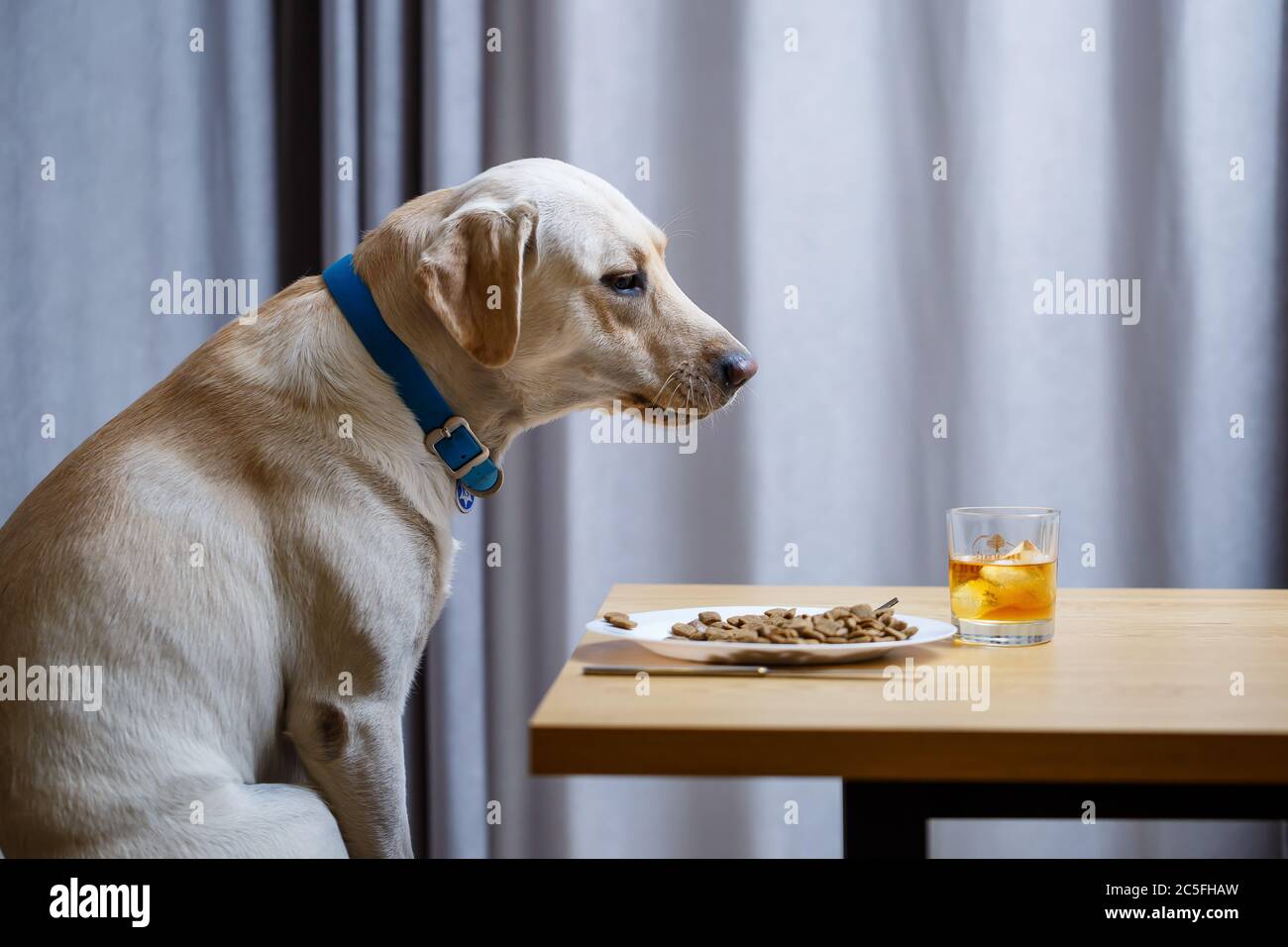 The dog wants food on a plate, but does not have permission from its ...