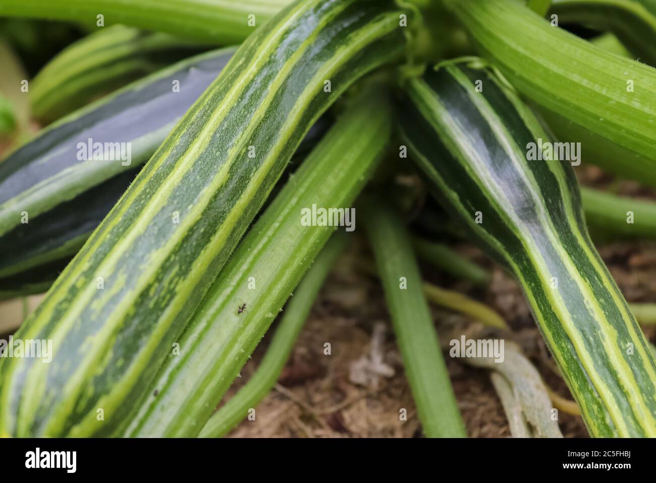 A huge courgette (cucurbita pepo) plant with green fruits and blossoms ...