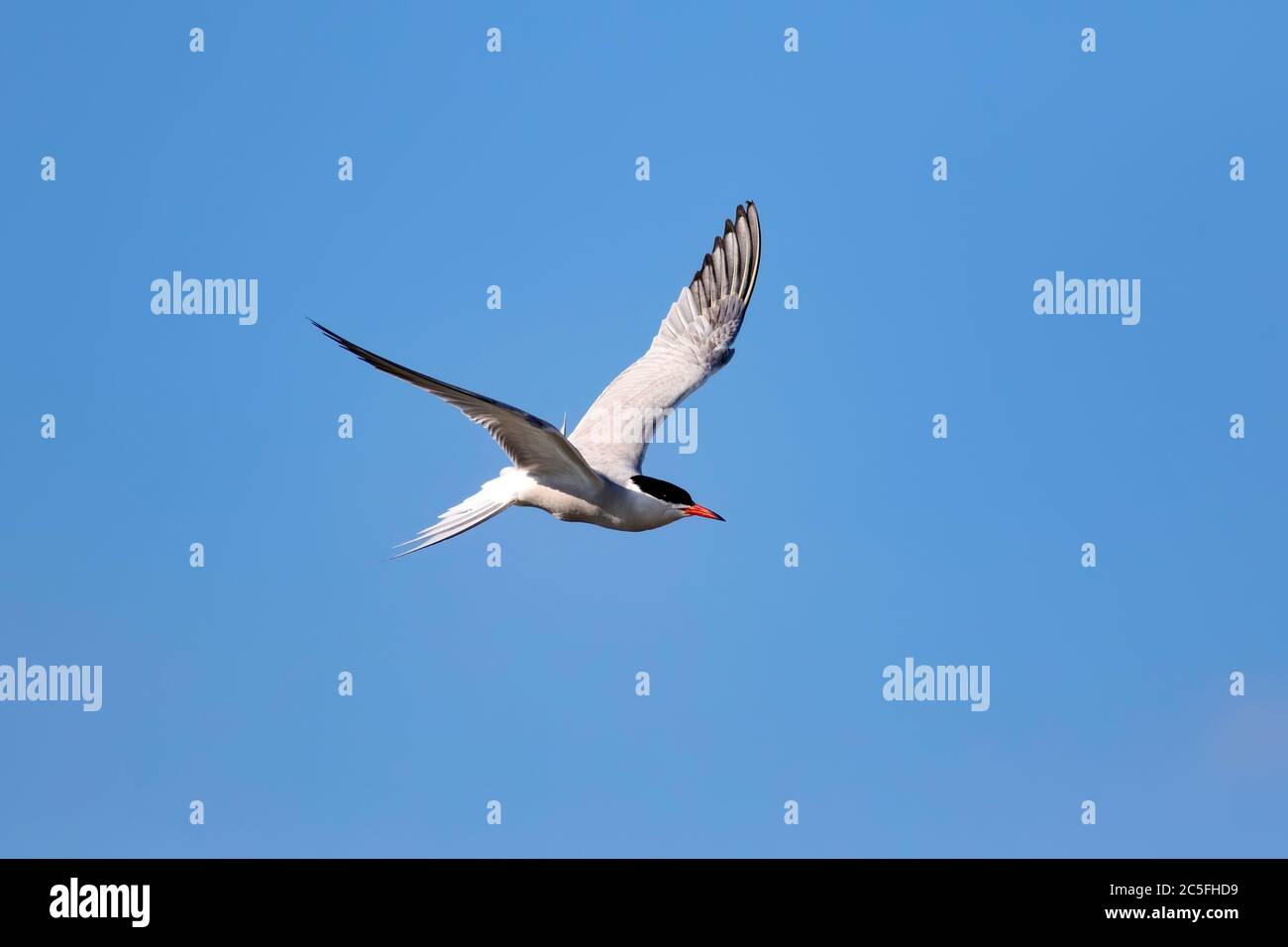 Flying bird. Blue sky background. Bird: Common Tern. Sterna hirundo ...